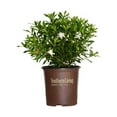 Southern Living Fool Proof Gardenia Live Shrub in 2-Gallon Grower Pot ...