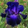 Assorted Iris Mix -Gardens Decoration-Random Color Perennial Iris for ...
