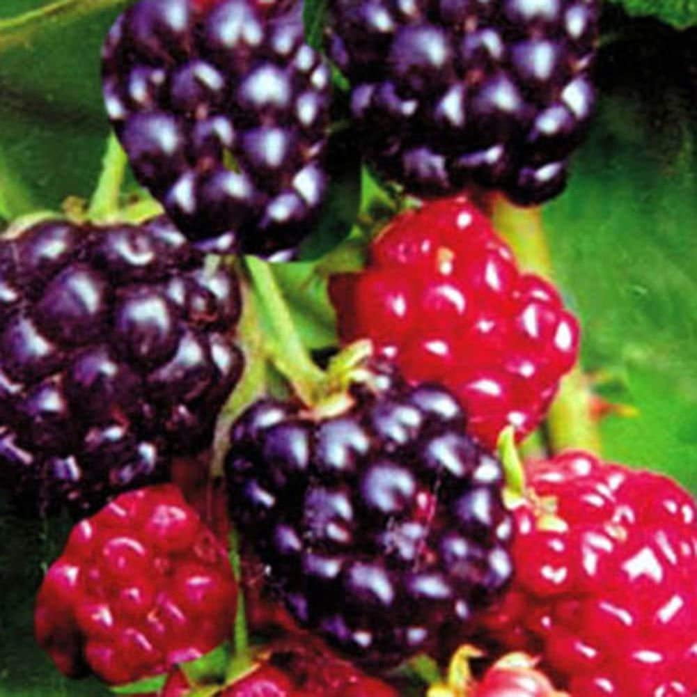 Click here for Shopping Me 100 Seeds/Pack Thornless Blackberry Se... prices