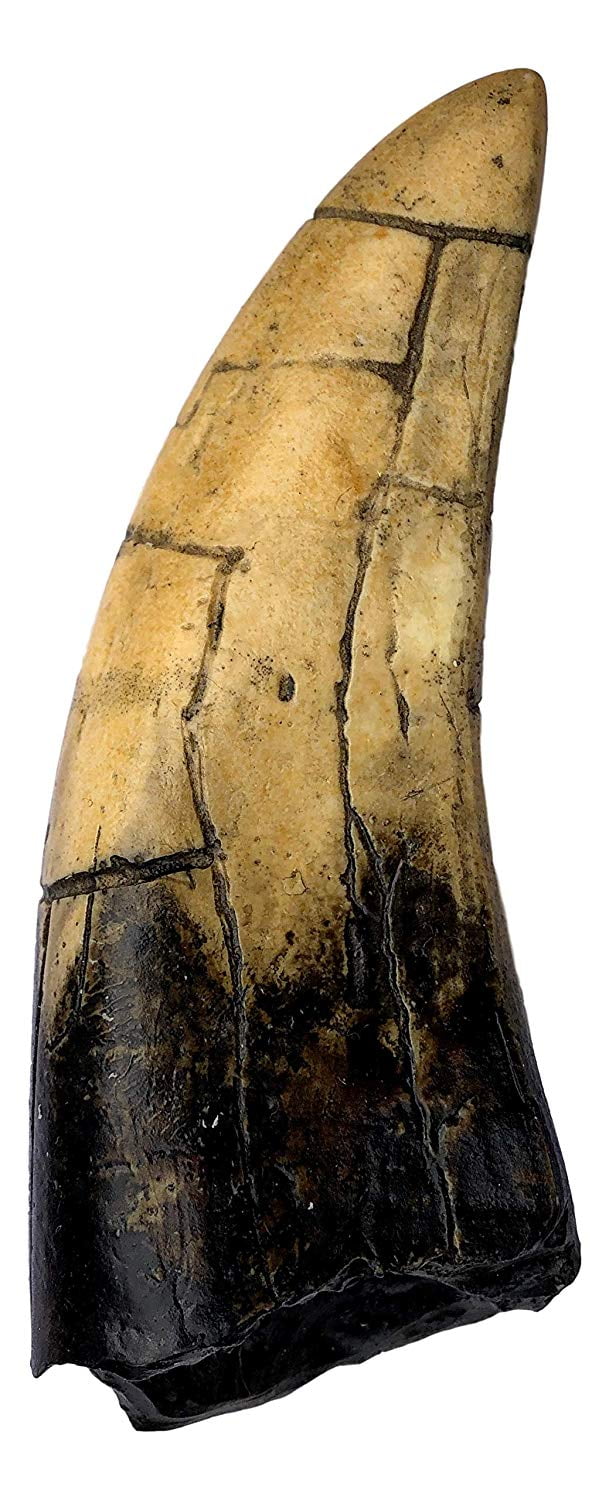 T-Rex - Tyrannosaurus Rex Dinosaur Tooth Replica - Walmart.com