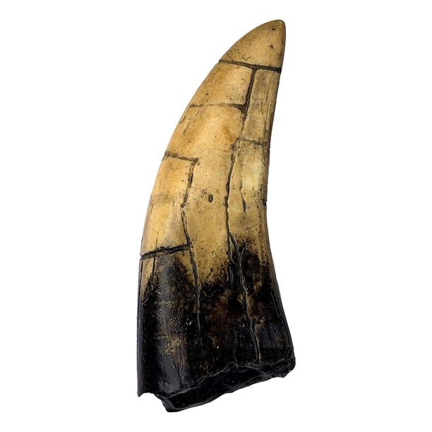 T-Rex - Tyrannosaurus Rex Dinosaur Tooth Replica - Walmart.com ...