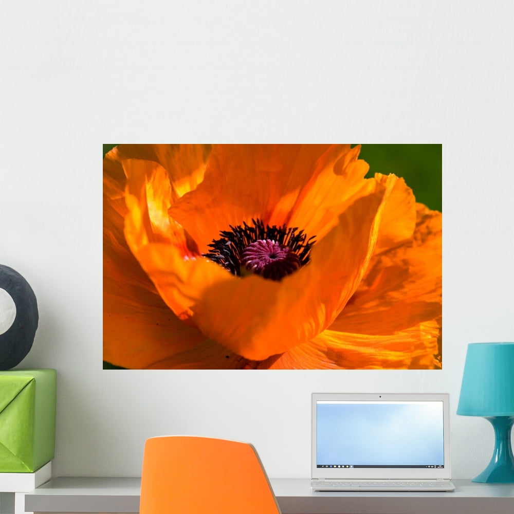 Great Orange Poppy Wall Mural by Wallmonkeys Peel and Stick Graphic (24 ...