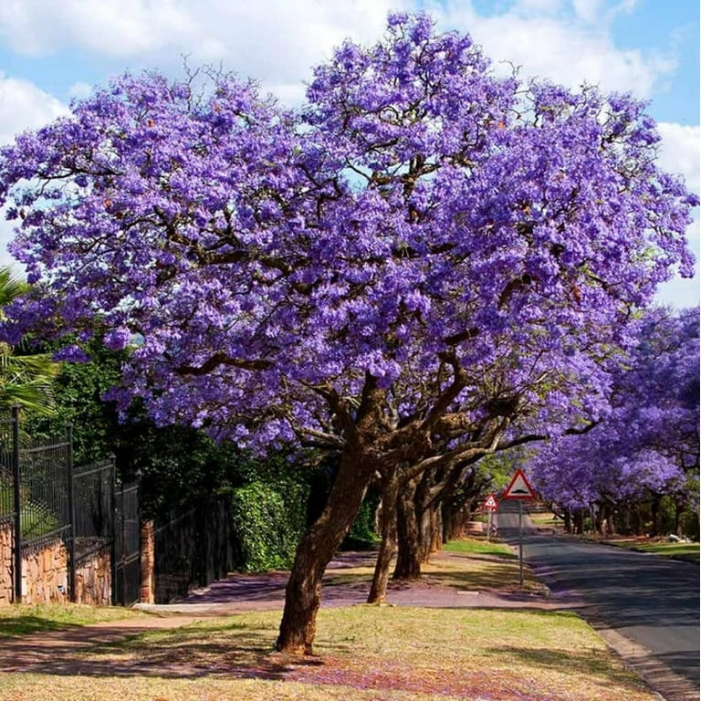 Jacaranda Tree Growing Zone