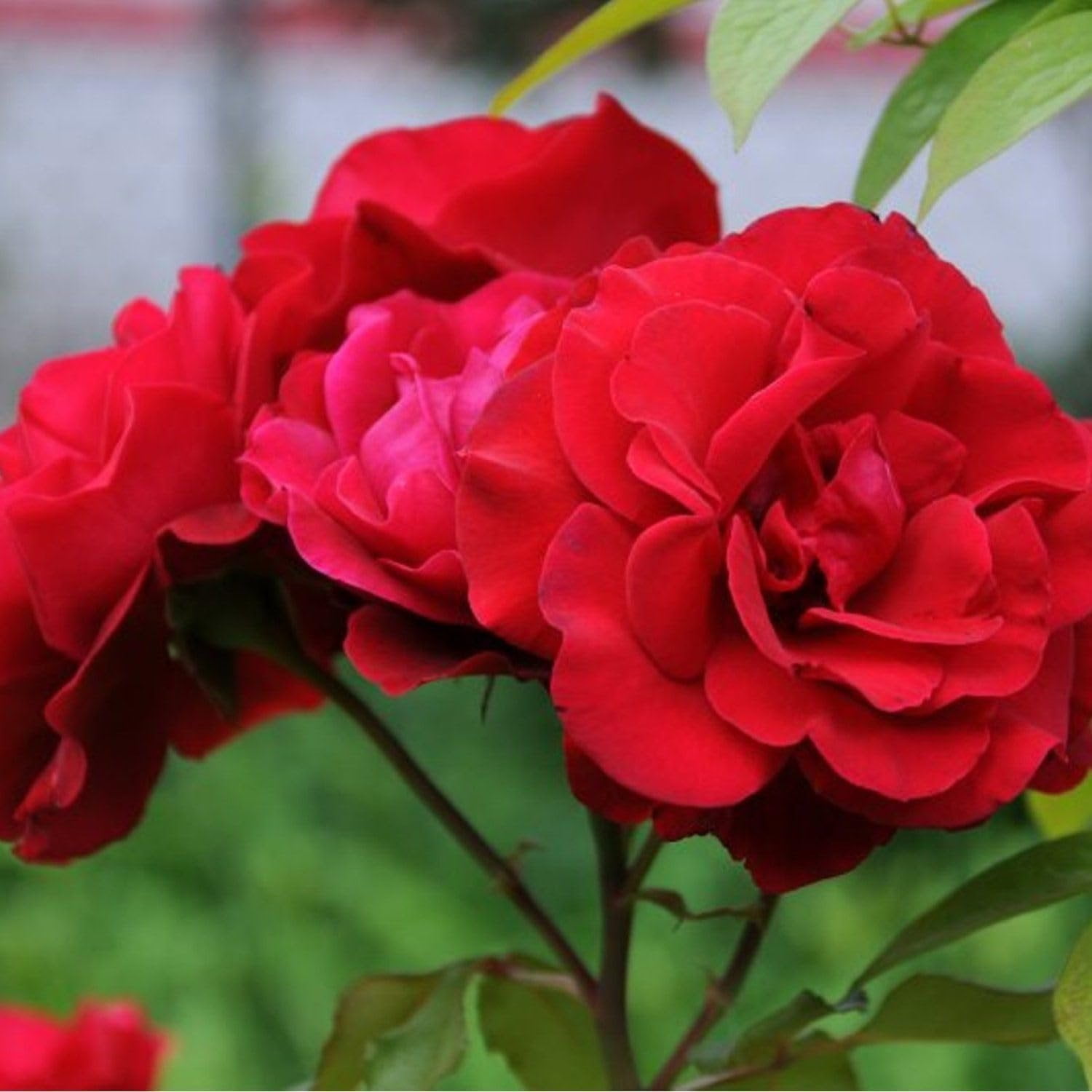 Don Juan Rose Bush