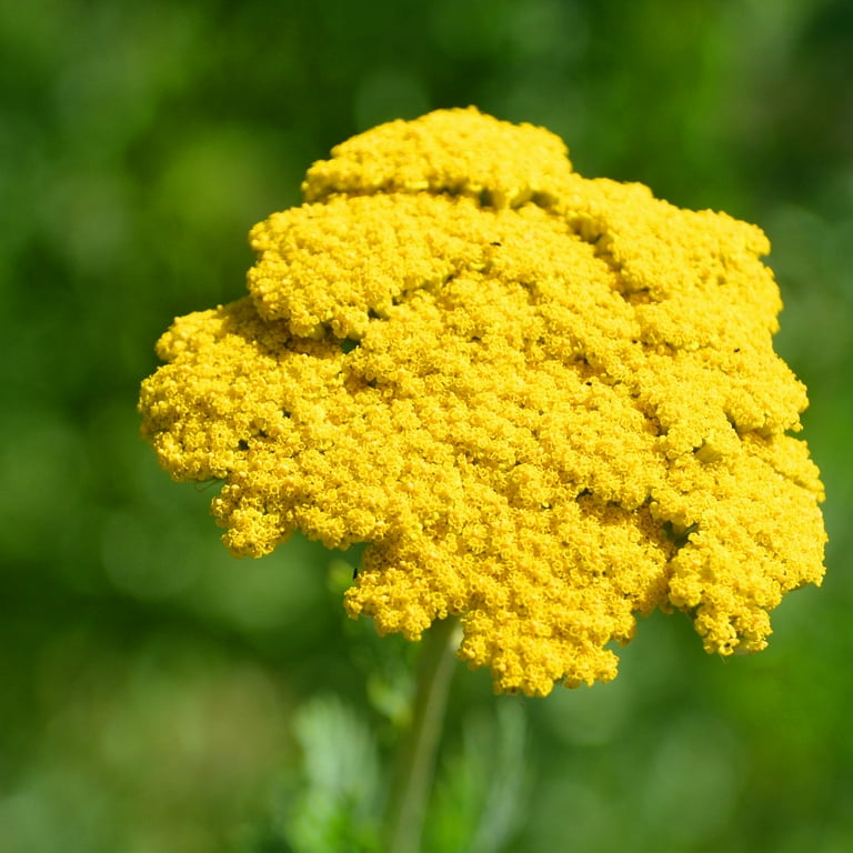 Yarrow Plant Yellow