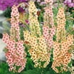 Mimulus Magic Spring Blossom Flower Seed Mix - 200 Seeds - Walmart.com
