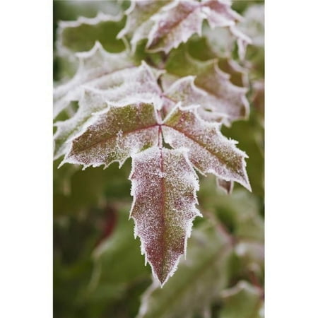 UPC 714224327507 - Frozen Leaves Poster Print - 12 x 19 | upcitemdb.com