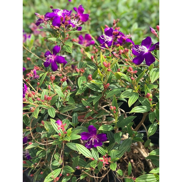 Tibouchina Princess Flower Dwarf | Best Flower Site