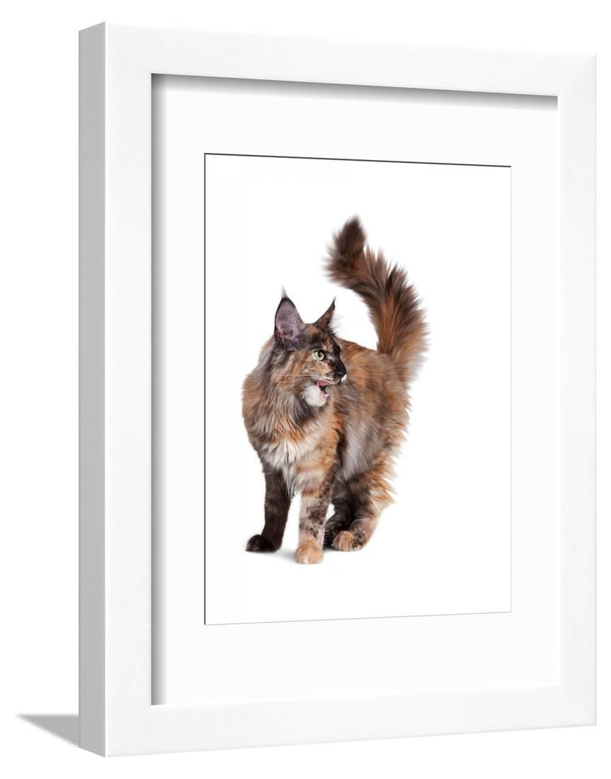 Maine Coon Cat Framed Print Wall Art by Fabio Petroni Sold by Art.Com ...