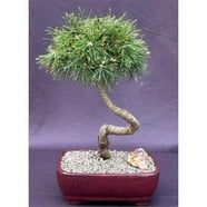 Gold Weeping Curly Willow Tree Cutting - Rarest of All Willows - Grow ...