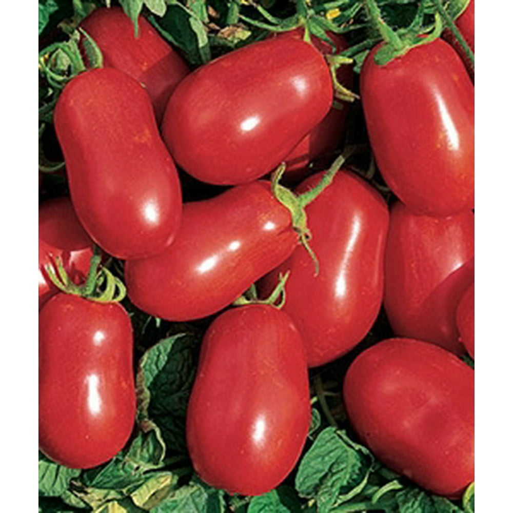 Tomato Roma VF Seed - 1 Packet - Walmart.com - Walmart.com