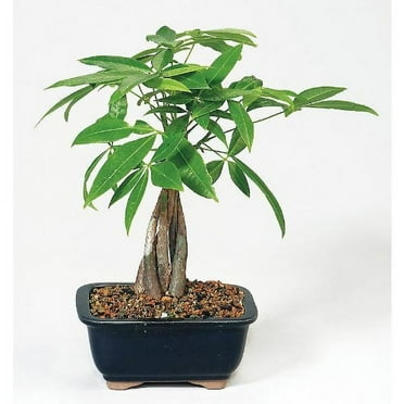 Live Weeping Willow Money Tree Bonsai - Thick Trunks, Fast-Growing ...