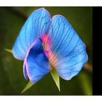 Purple Pod Pea Seeds for Planting - 15 Rare Seeds - Heirloom and Non ...