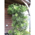 Podocarpus Macrophyllus I 3 Large Gallon Size Plants I Japanese Yew I ...
