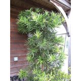 Podocarpus Macrophyllus I 3 Large Gallon Size Plants I Japanese Yew I Live Evergreen Yew Pine ...