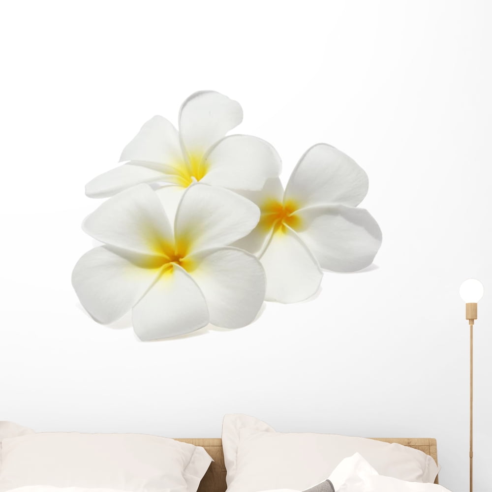 Tropical Flowers Frangipani Plumeria Wall Decal by Wallmonkeys Peel and ...