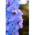 350 Blue with Pink ROCKET LARKSPUR DELPHINIUM Consolida Ajacis Seeds ...