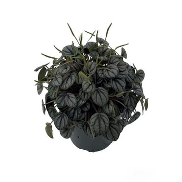 Oak Leaf Grape Ivy Plant - Cissus rhombifolia - 4" Pot - Walmart.com