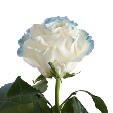 Blue Fairy Roses - 50 cm - Fresh Cut Flowers - 50 Stems - by ...
