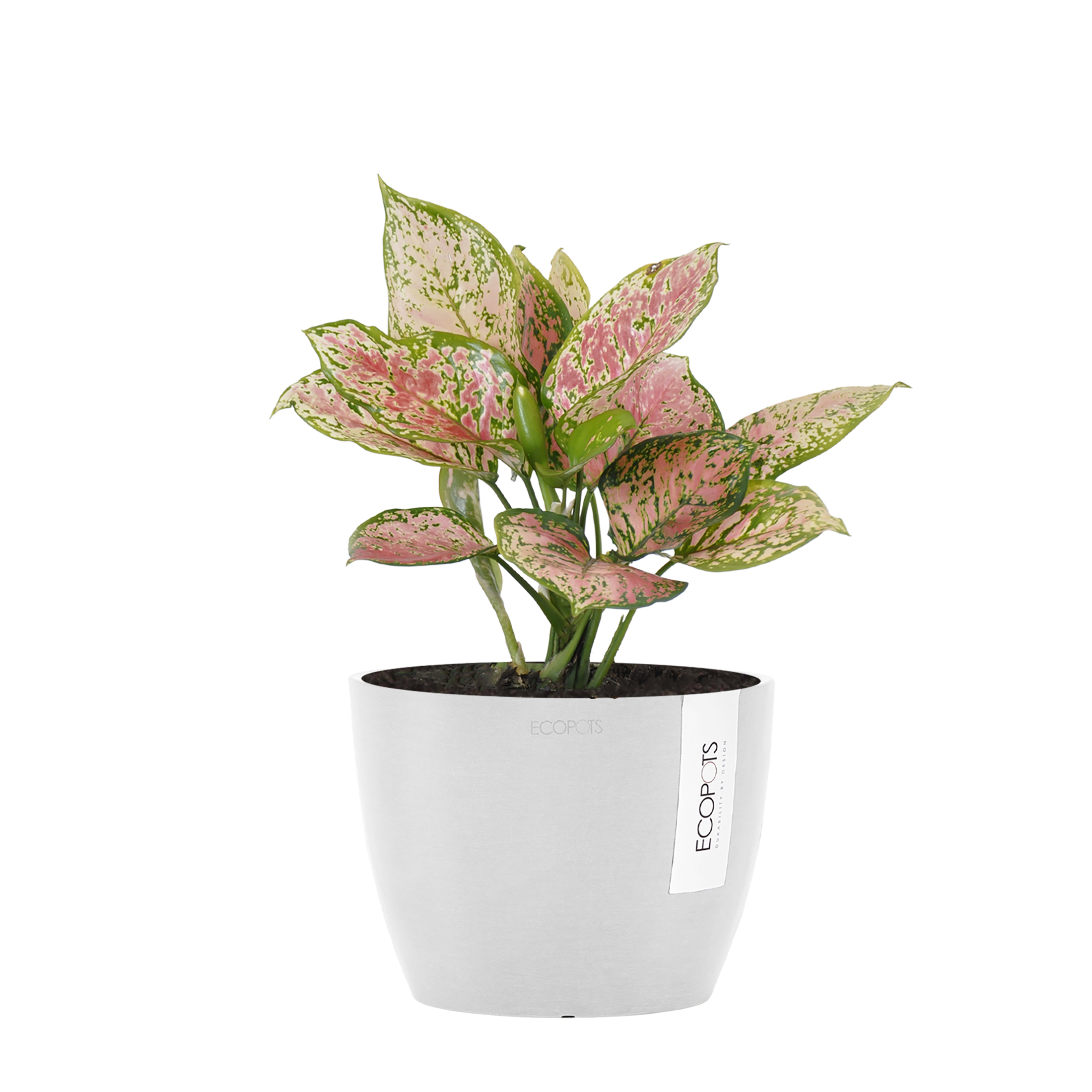 United Nursery Live Aglaonema Ruby Ray Houseplant 12-14 in Tall in 6 ...