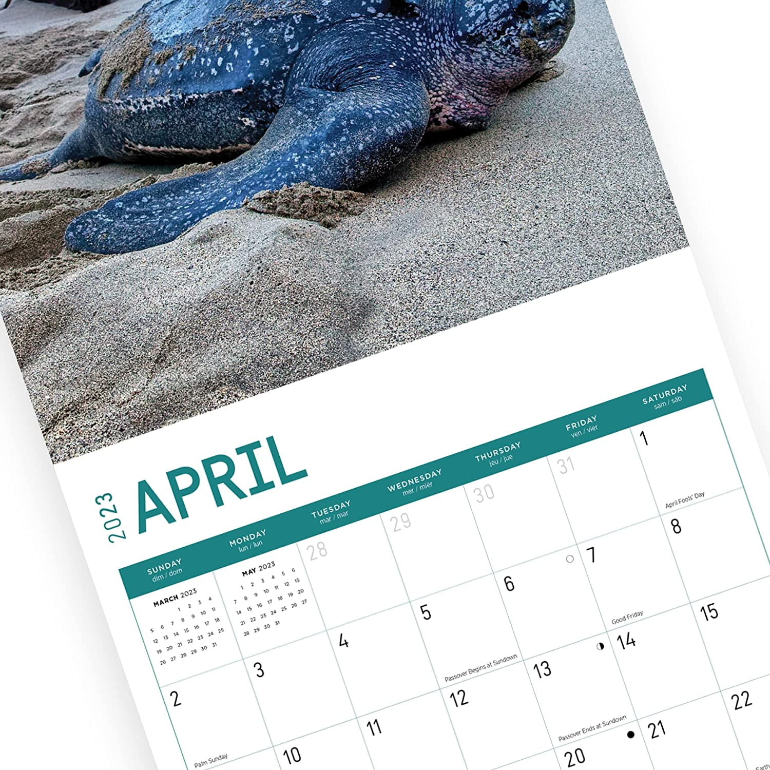 Buy 2023 Sea Turtles Monthly Wall Calendar by Bright Day, 12 x 12 Inch ...