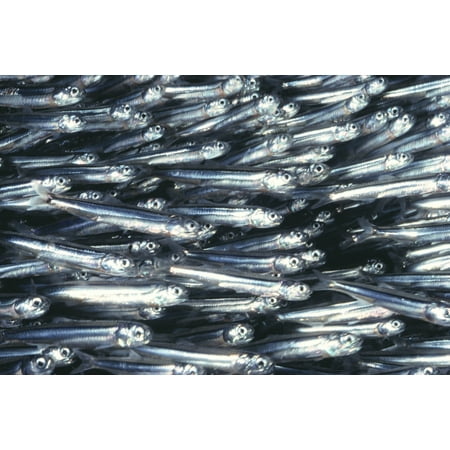 Hawaii, Close-Up Detail Of Schooling Anchovy, Side View (Stolephorus ...
