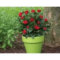 Petite Knock Out® Rose - Live Plant (1 QT) | Miniature Rose | Deep Red ...