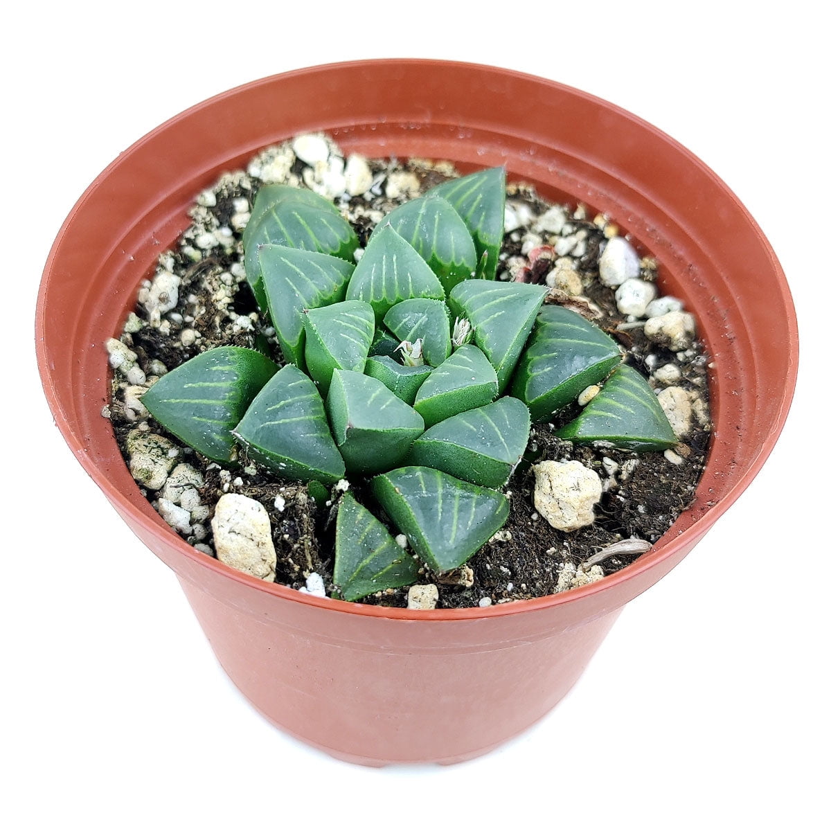 Haworthia Retusa (4"+ Plastic Pot) - Tiny, Lovely, Easy to Care Rosette ...