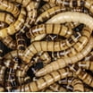 Predator Foods Bulk Mealworms + Wheat Bran - 1000 Count (3/4"-1 ...