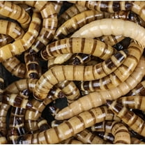 Predator Foods Bulk Mealworms + Wheat Bran - 1000 Count (3/4"-1 ...