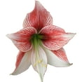EuroBlooms Amaryllis Glee in Green Pot 6 Inch with White and Ruby Red ...