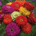 Burpee Giant Flowered Zinnia Flower Seeds, Huge Double Blooms - Walmart.com