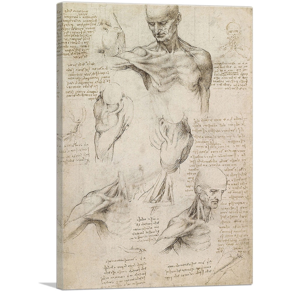 ARTCANVAS Studies of the Human Body - Superficial Anatomy of the ...