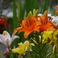 Lilium Mixed Lily Flower Bulbs for Cut Planting - Pack of 10 - Oohs and ...