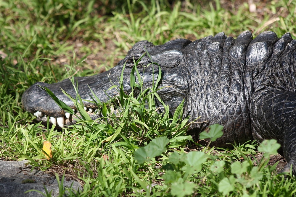 Alligator in Grass (16x24 Giclee Gallery Art Print, Vivid Textured Wall ...