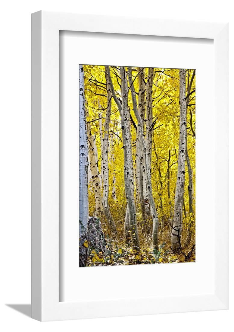 Aspen Trees Along Hwy 395/Conway Pass, California, USA Framed Print ...