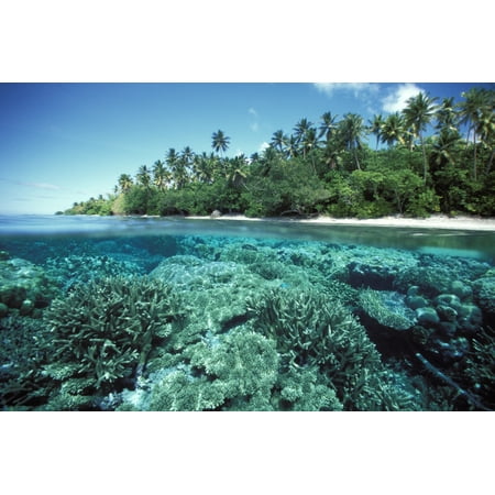 Micronesia, Caroline Islands, Pohnpei, Over/Under Of Hard Coral Reef At ...