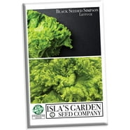 Green Ice Leaf Lettuce Seeds, 1000 Heirloom Seeds Per Packet, Non GMO ...