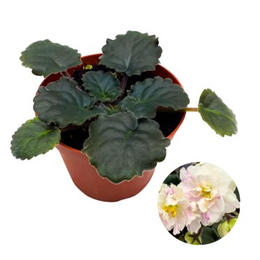 Harmony Foliage Hawaiian Pearl African Violet Saintpaulia 4 inch ...