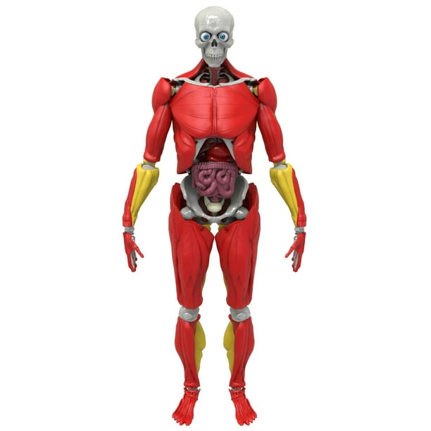 Be Amazing! Toys - Science To the Max Interactive Human Body - Walmart ...