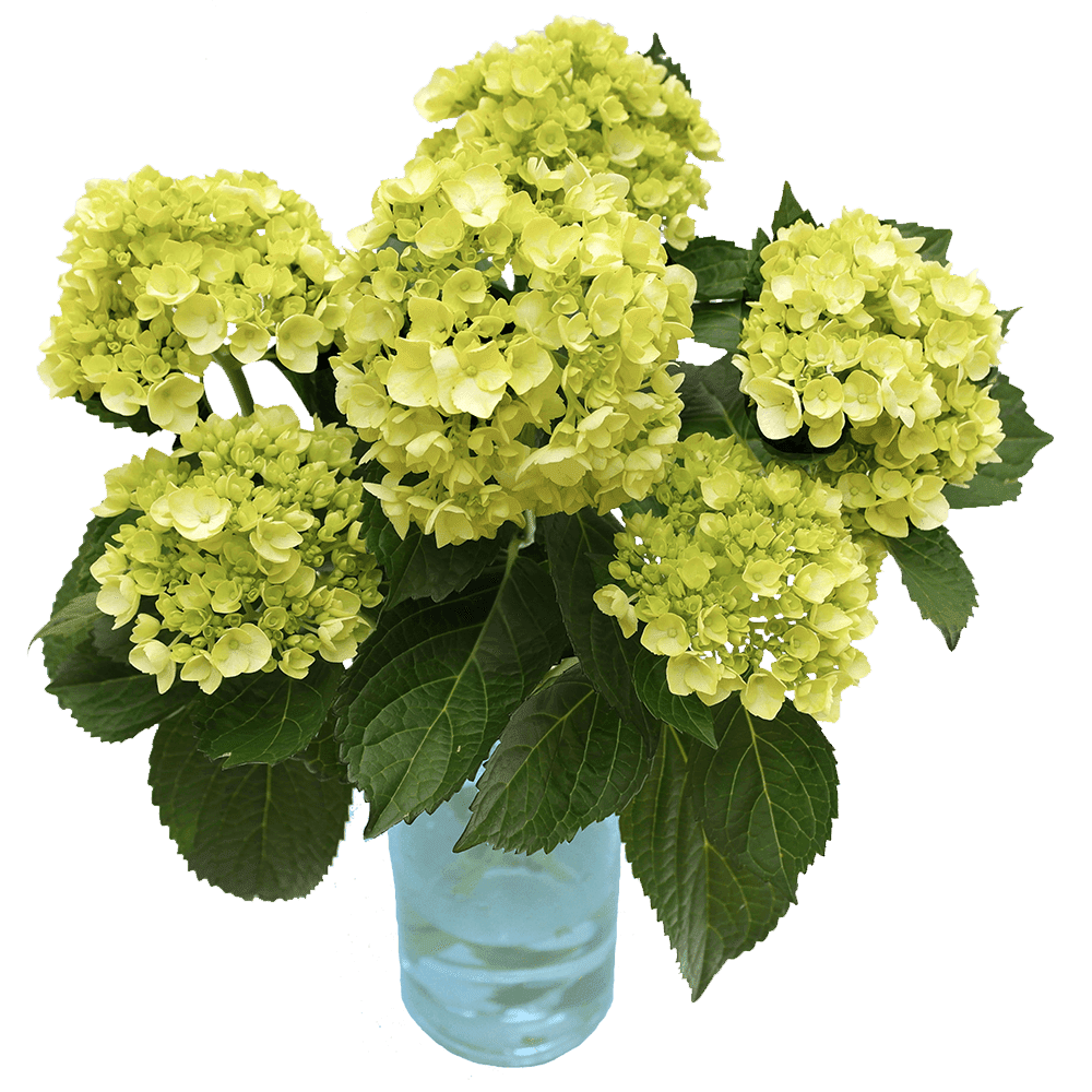 Mini Green Hydrangea