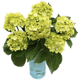 15 Light Green Mini Hydrangeas- Beautiful Fresh Cut Flowers- Express ...