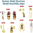 Qonioi Clear Human Body Structure Model, 29-Piece Removable Organs ...