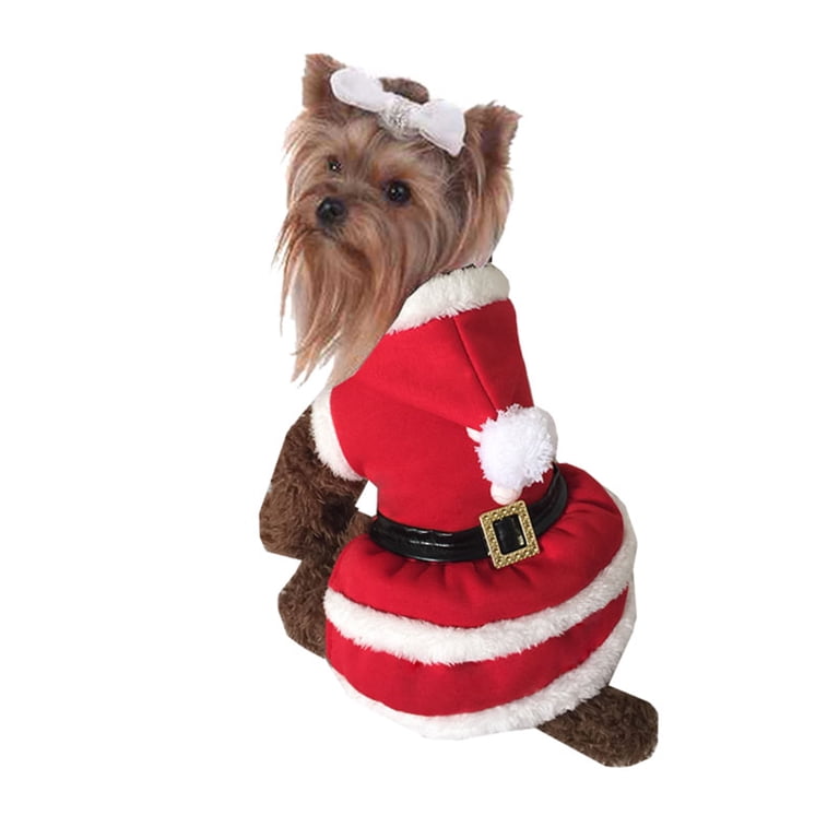Yorkies In Clothes