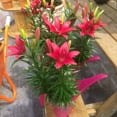 Better Homes & Gardens 2.5 Quart Red Asiatic Lily Perennial Outdoor ...