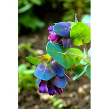 Seedville USA Blue Shrimp Plant, Honeywort Flower Seeds, Cerinthe Major ...