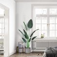 Bird of Paradise Tree 5FT - Walmart.com