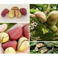 Colanut Africa colanut Obi Kola, Obi Abata, Cola Nitida, Kolanut 2 lobe ...