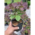 Royal Purple Smokebush Tree Plant, Cotinus, 1 QT, Live, 10-15 Ft Height ...