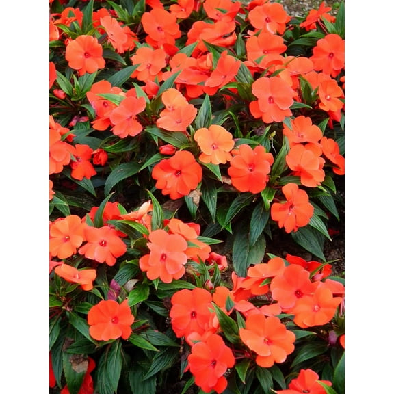 50 Outdoor Dwarf Red Impatiens Walleriana Flower Seeds for Sun or Full ...